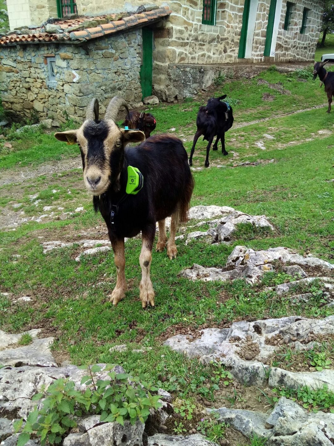 Goats | GPS goat tracker - Tracking and monitoring livestock