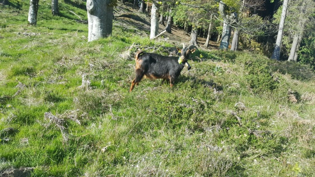 Goats | GPS goat tracker - Tracking and monitoring livestock