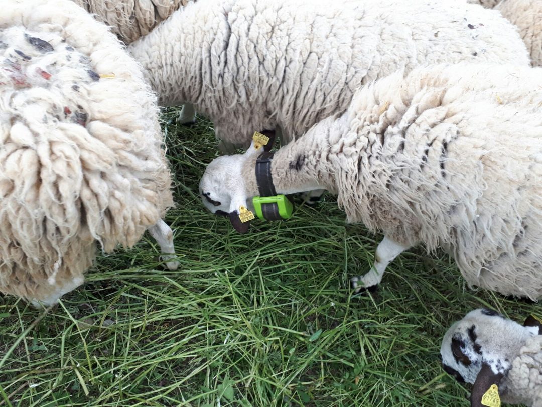 Sheep | GPS sheep tracker - Tracking and monitoring livestock