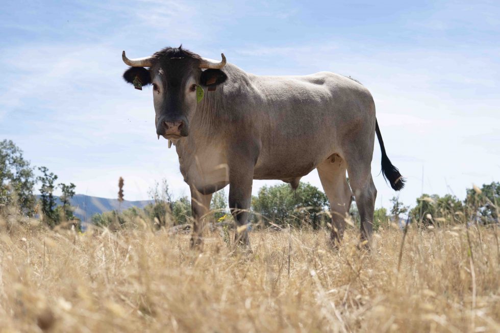 Las razas de vacas más peculiares del mundo | digitanimal